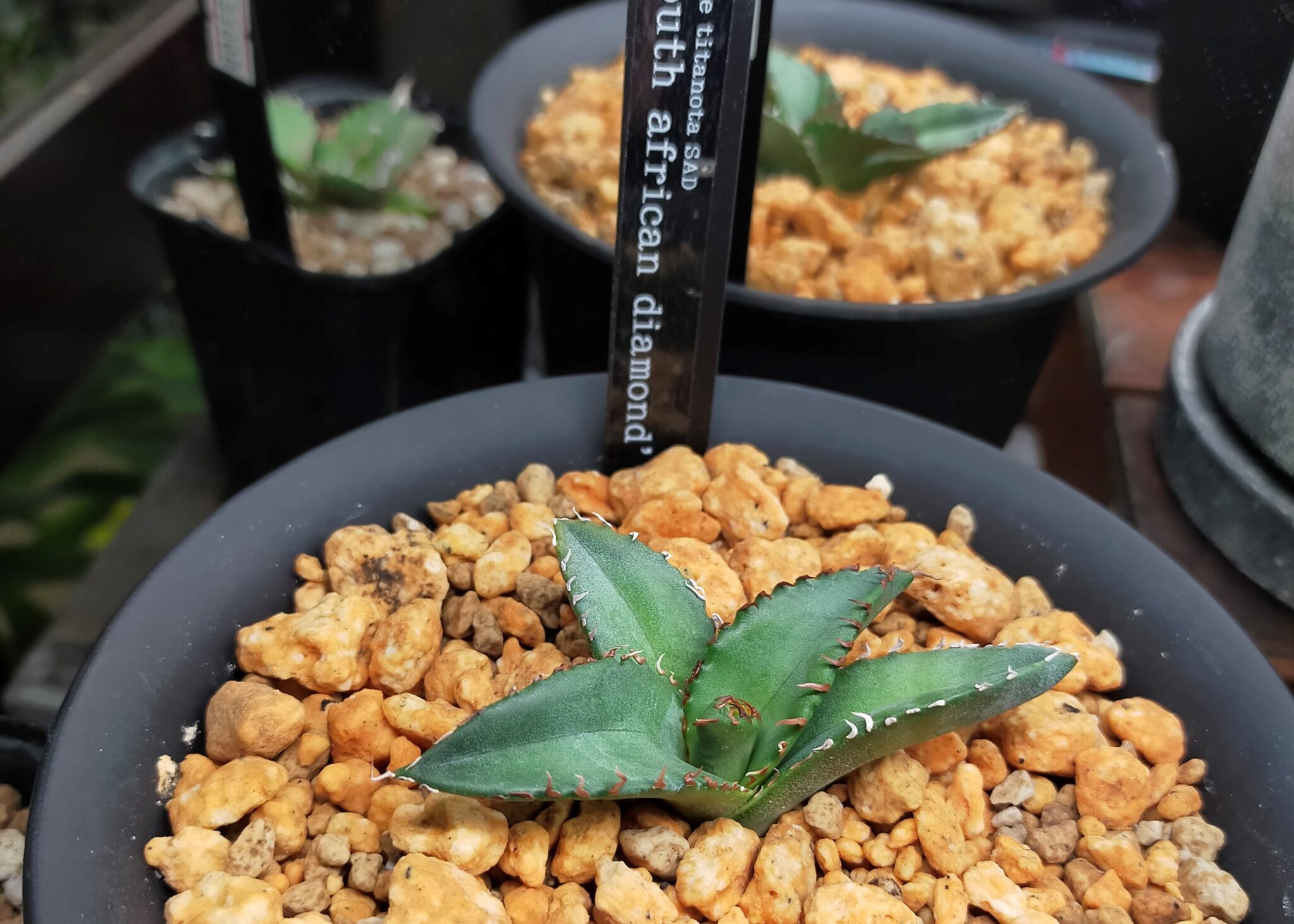 福島でアガベが買える店 - Agave Lab｜アガベスタートブック