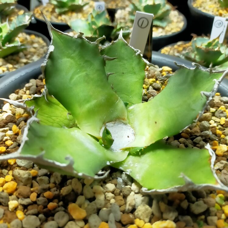 1か月でここまで成長！シーザー胴切り実録 - Agave Lab｜アガベスタートブック